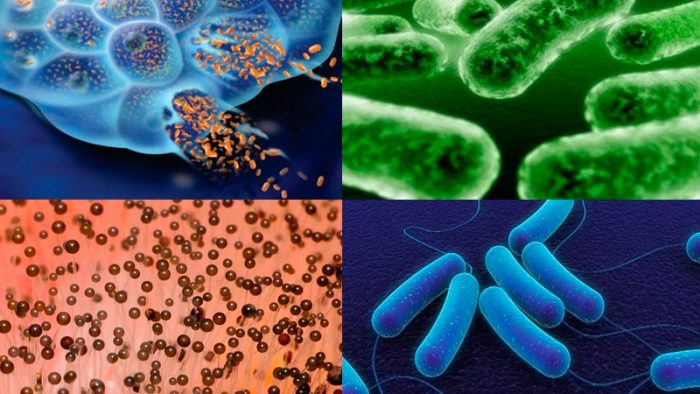 Bactericida-Fungicida GERMA 100 - Biokiman